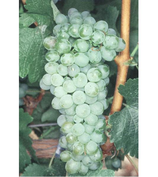 [Material vegetal] - Ministerio - mapa.gob.es