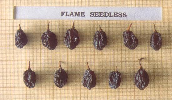 [Material vegetal] - Ministerio - mapa.gob.es