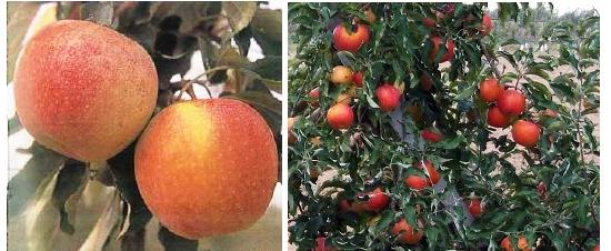 [Material vegetal] - Ministerio - mapa.gob.es