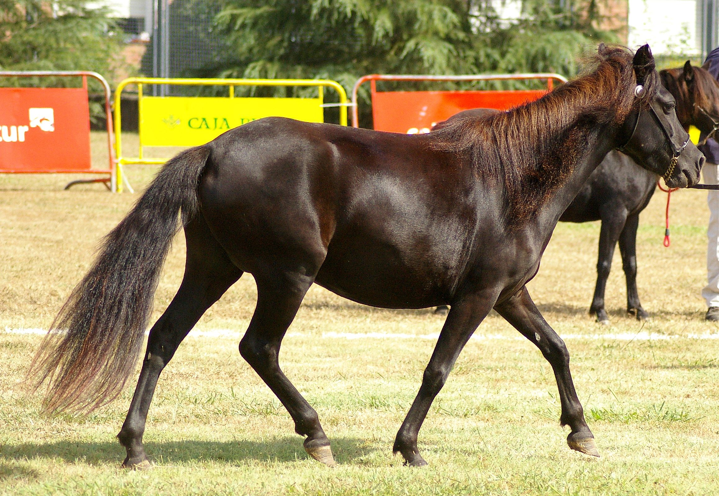 Raza equino caballar ASTURCÓN