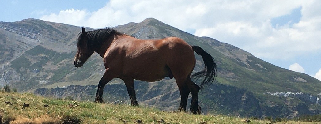 African horse sickness at a glance