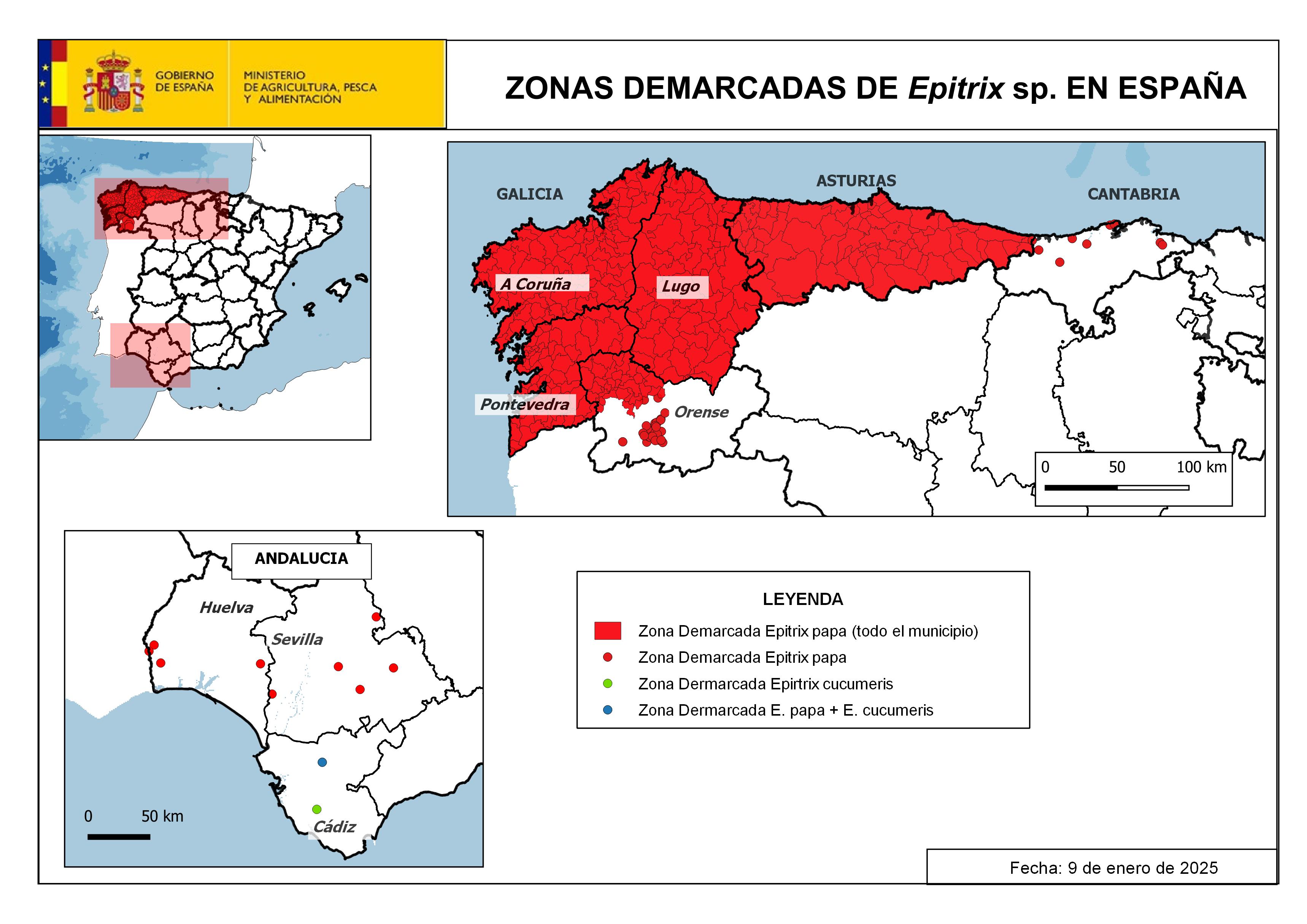 La pulguilla de la patata (género Epitrix)