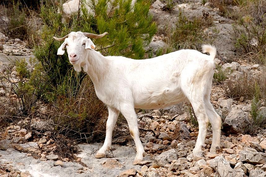 Raza caprina BLANCA CELTIBÉRICA