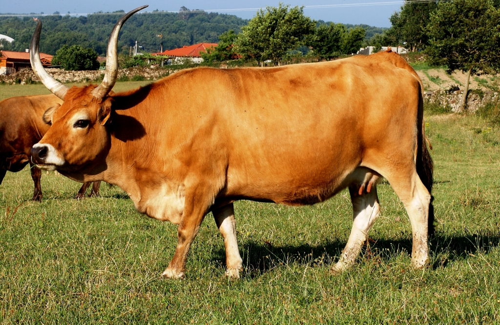 Raza bovina CACHENA