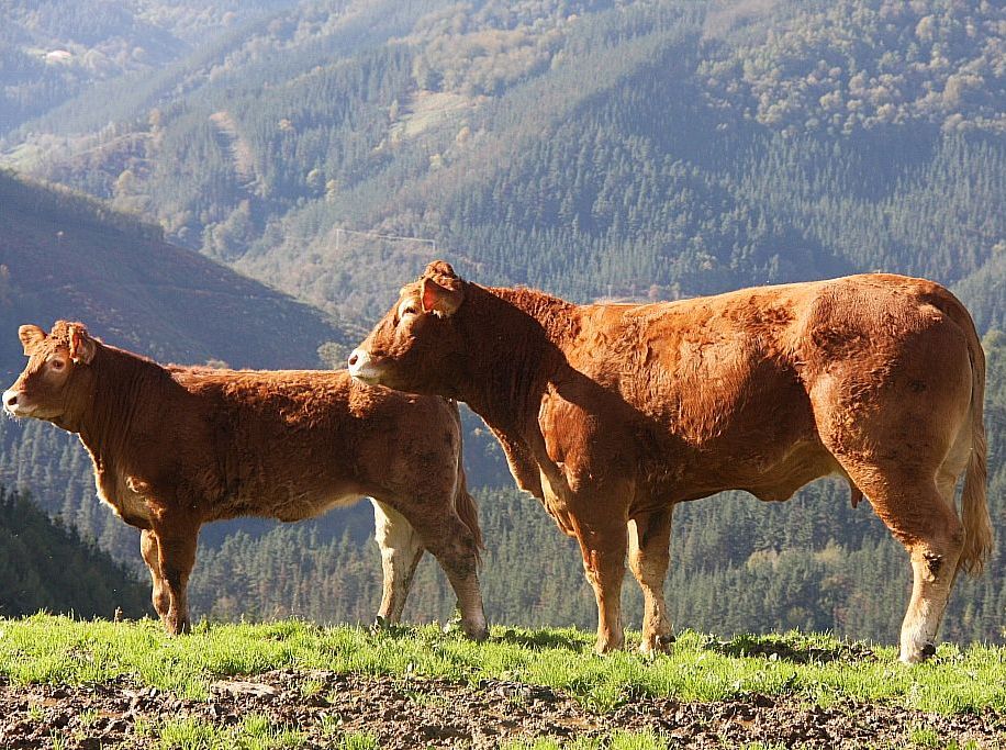 Raza bovina LIMUSINA