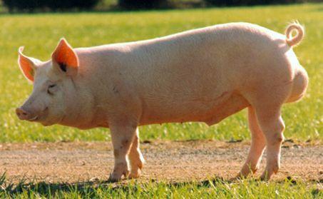 Raza Porcina LARGE WHITE