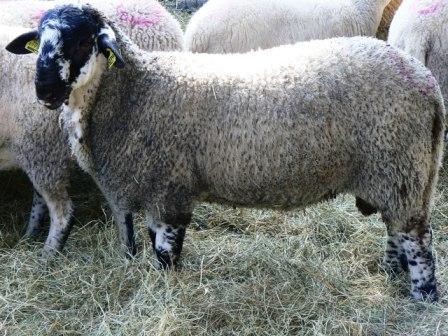 Raza ovina RIPOLLESA