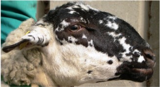 Raza ovina RIPOLLESA