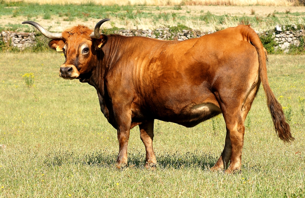 Raza bovina FRIEIRESA