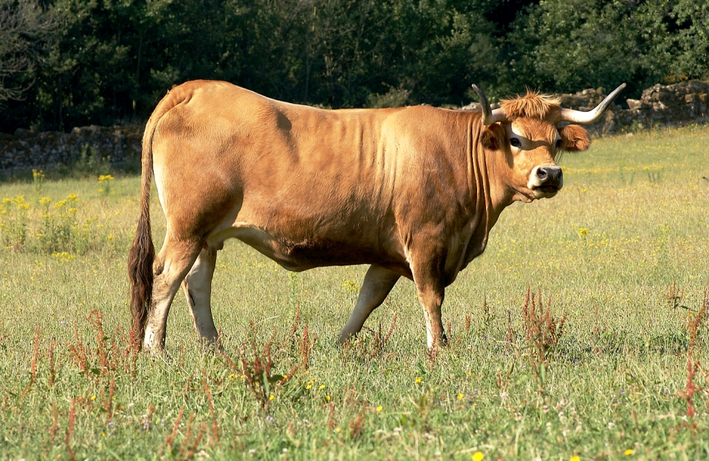 Raza bovina FRIEIRESA