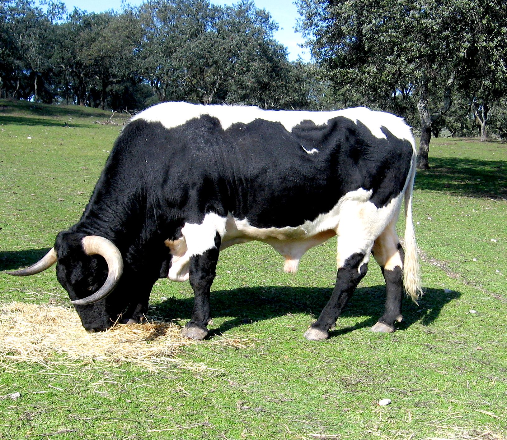 Pin on Cattle of the world