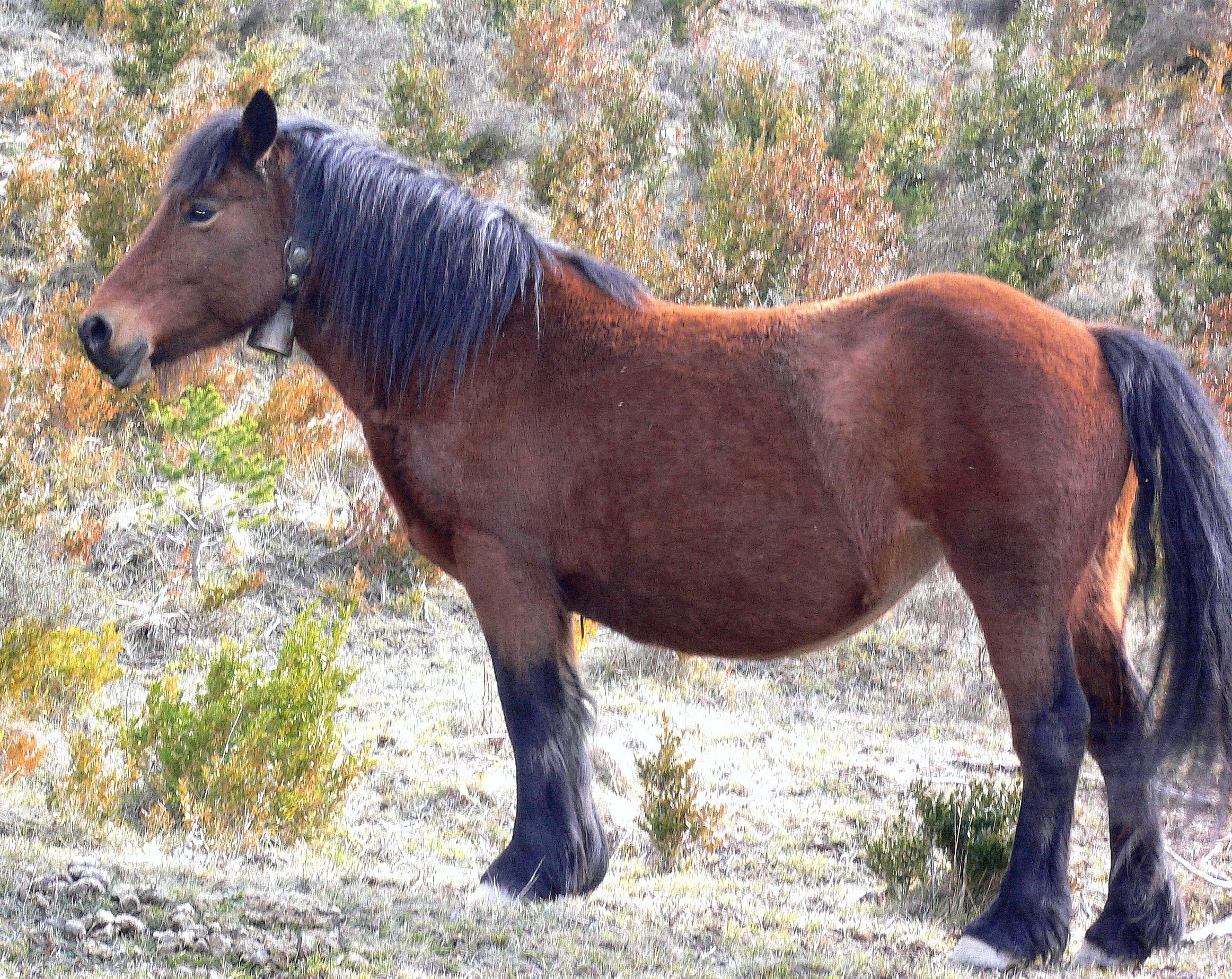 Raza equino caballar JACA NAVARRA