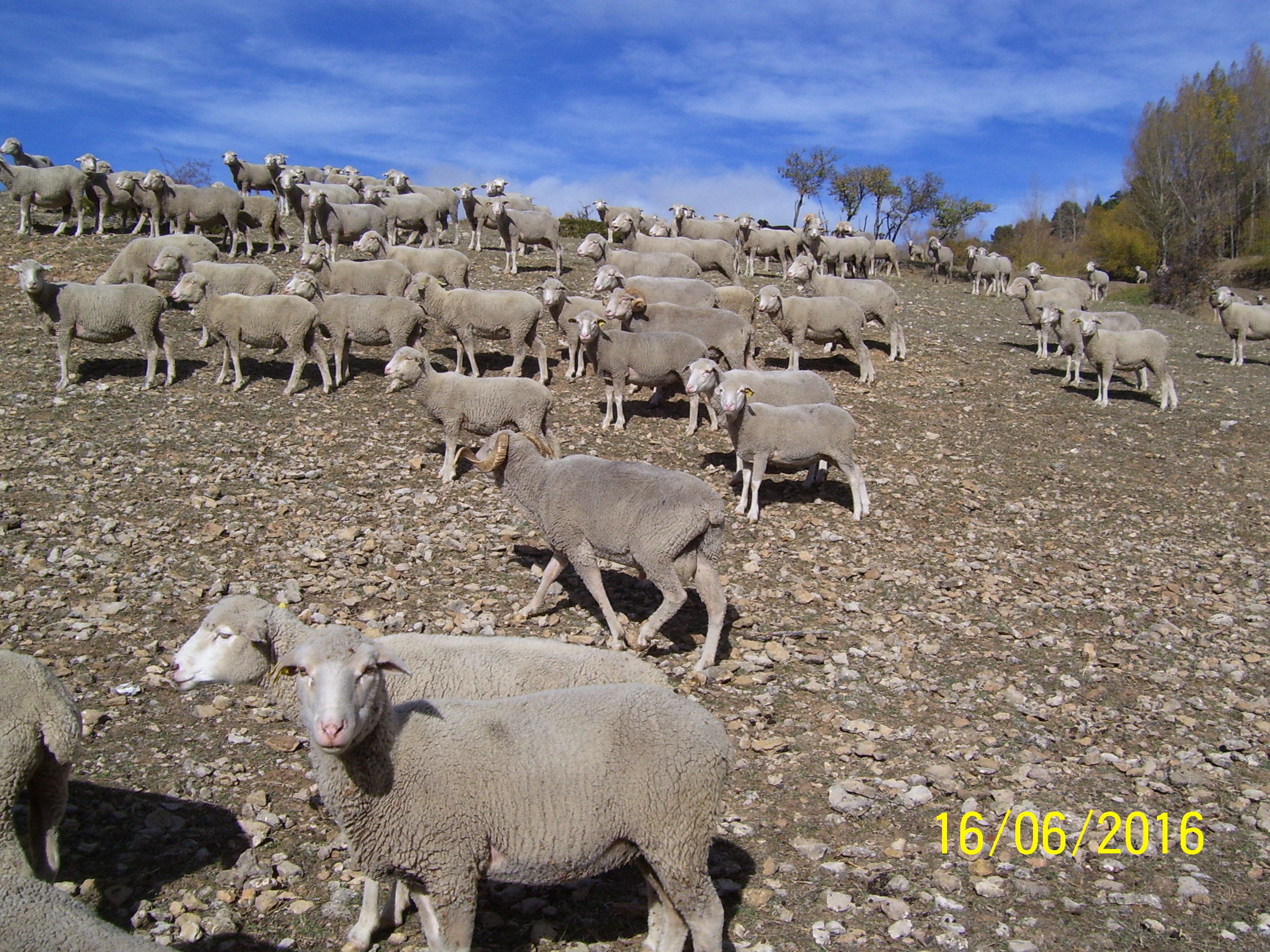 Raza ovina MERINA VARIEDAD MONTES UNIVERSALES