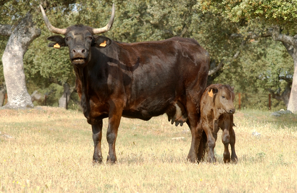 Raza bovina MORUCHA VARIEDAD NEGRA
