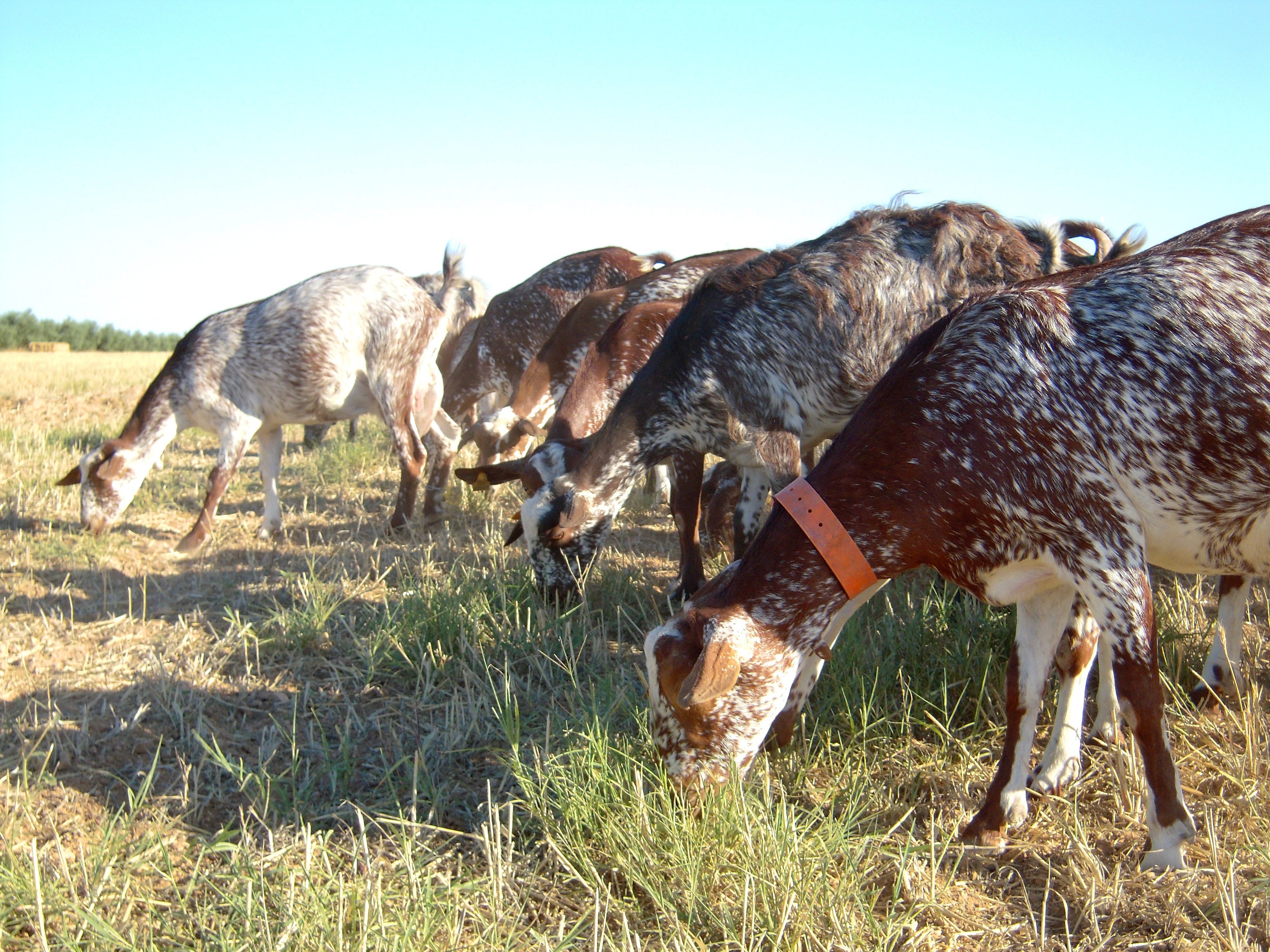 Raza caprina FLORIDA