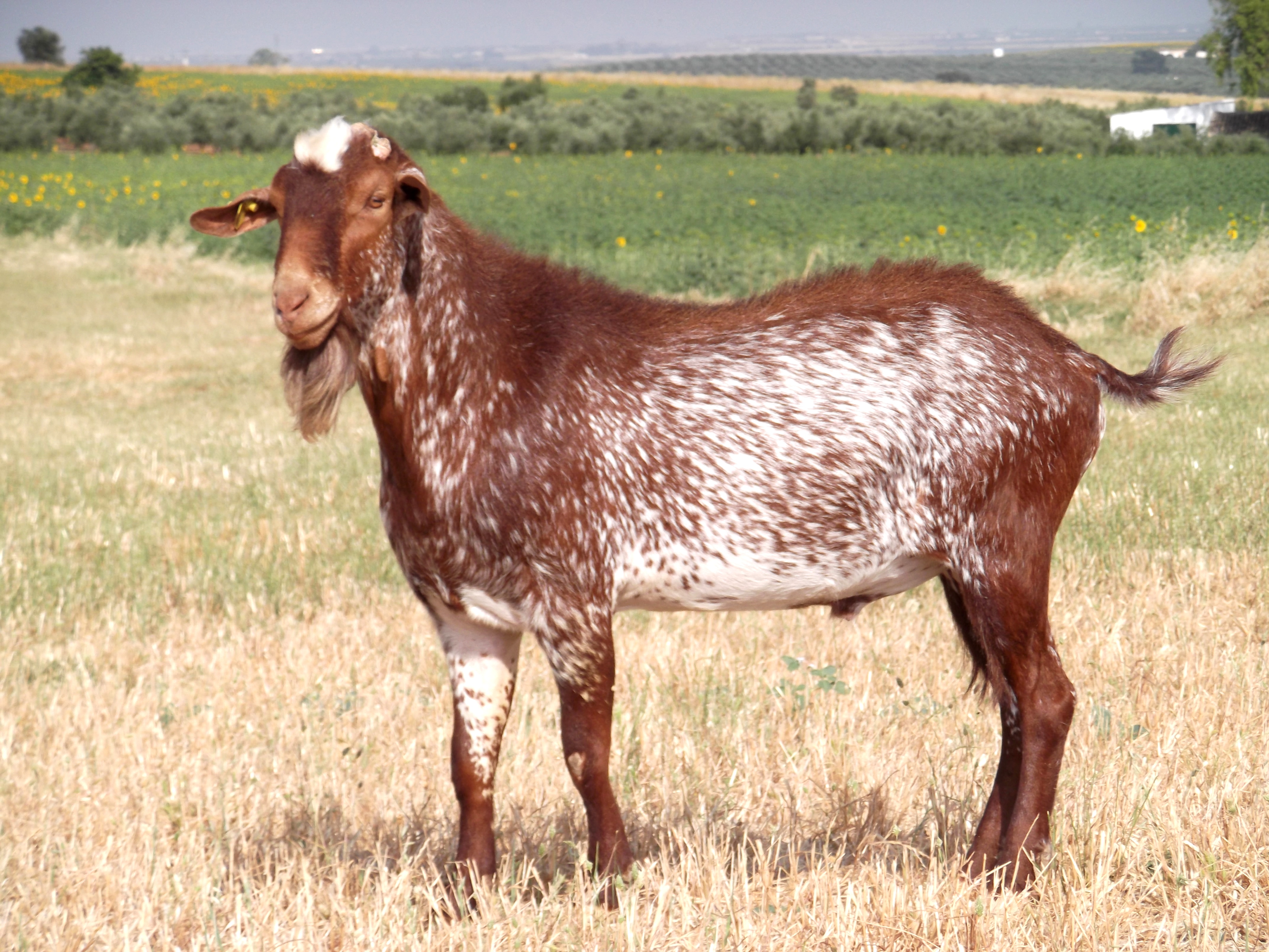 Raza caprina FLORIDA