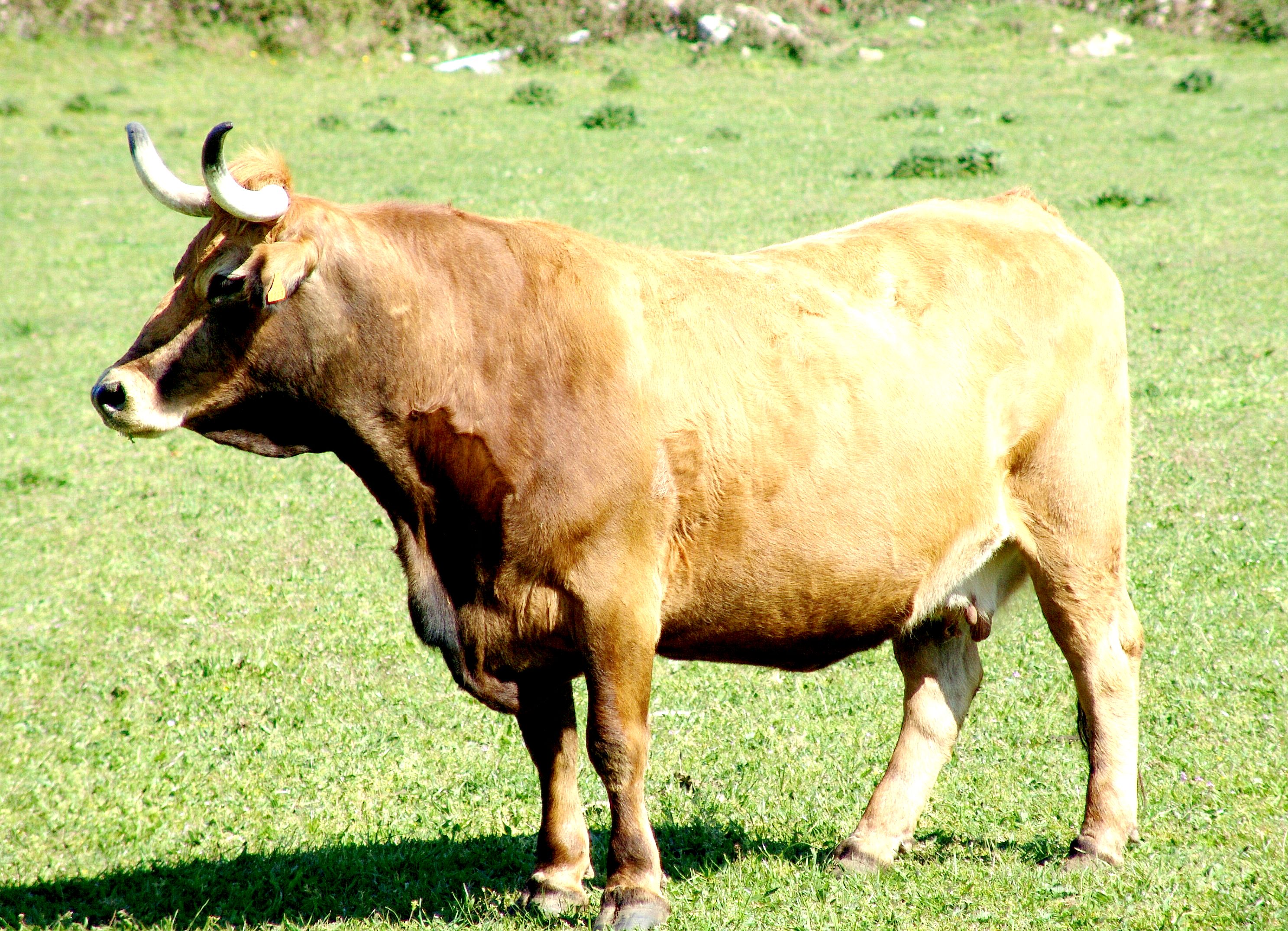 Raza bovina VIANESA