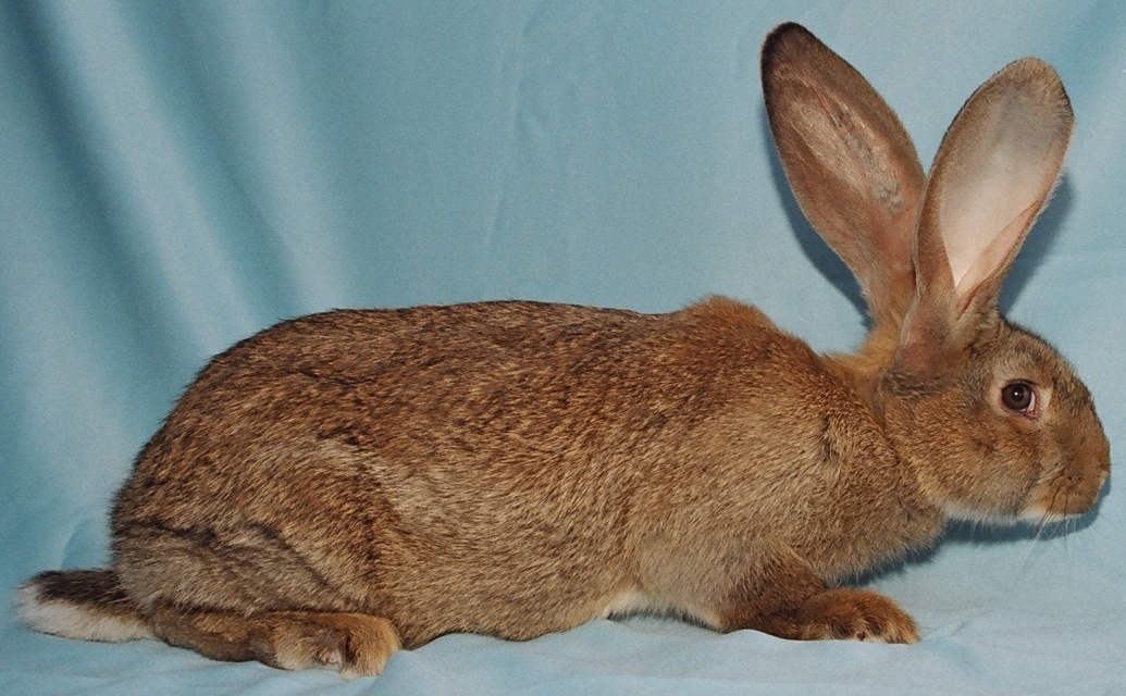 Otras especies CONEJO GIGANTE DE ESPAÑA