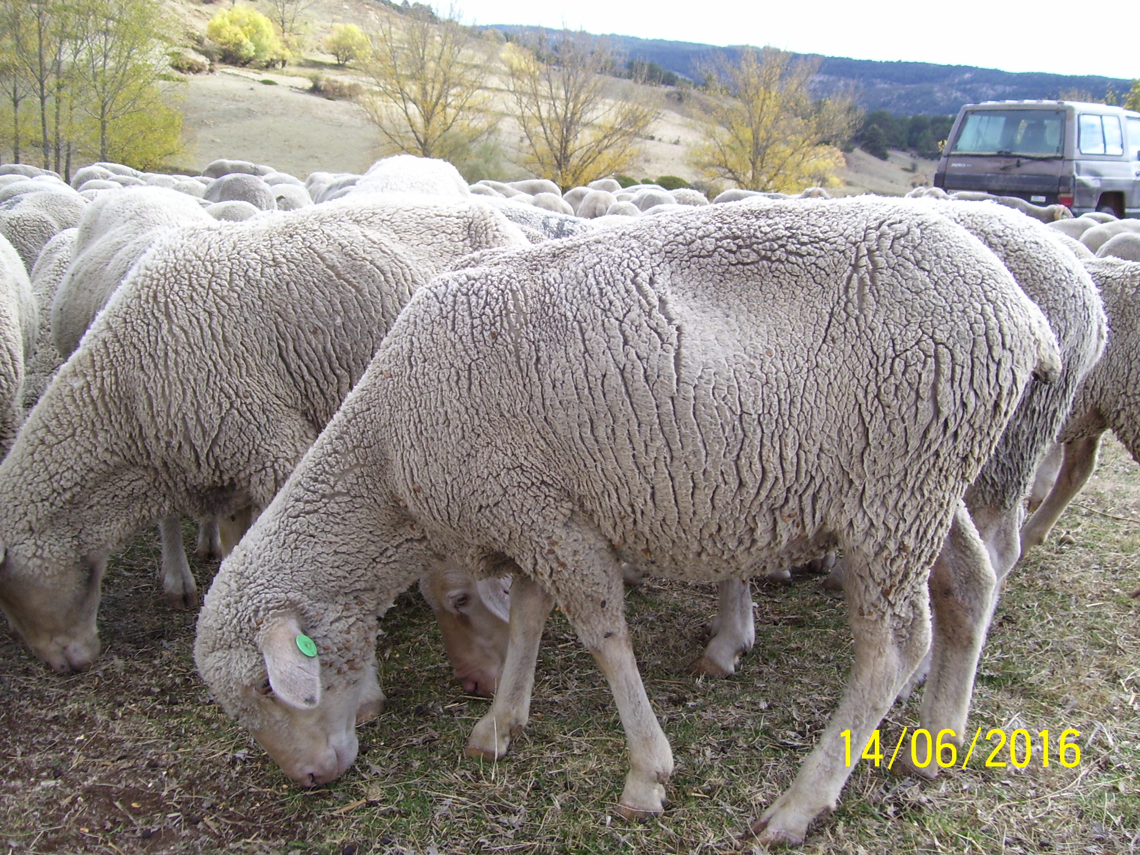 Raza ovina MERINA VARIEDAD MONTES UNIVERSALES