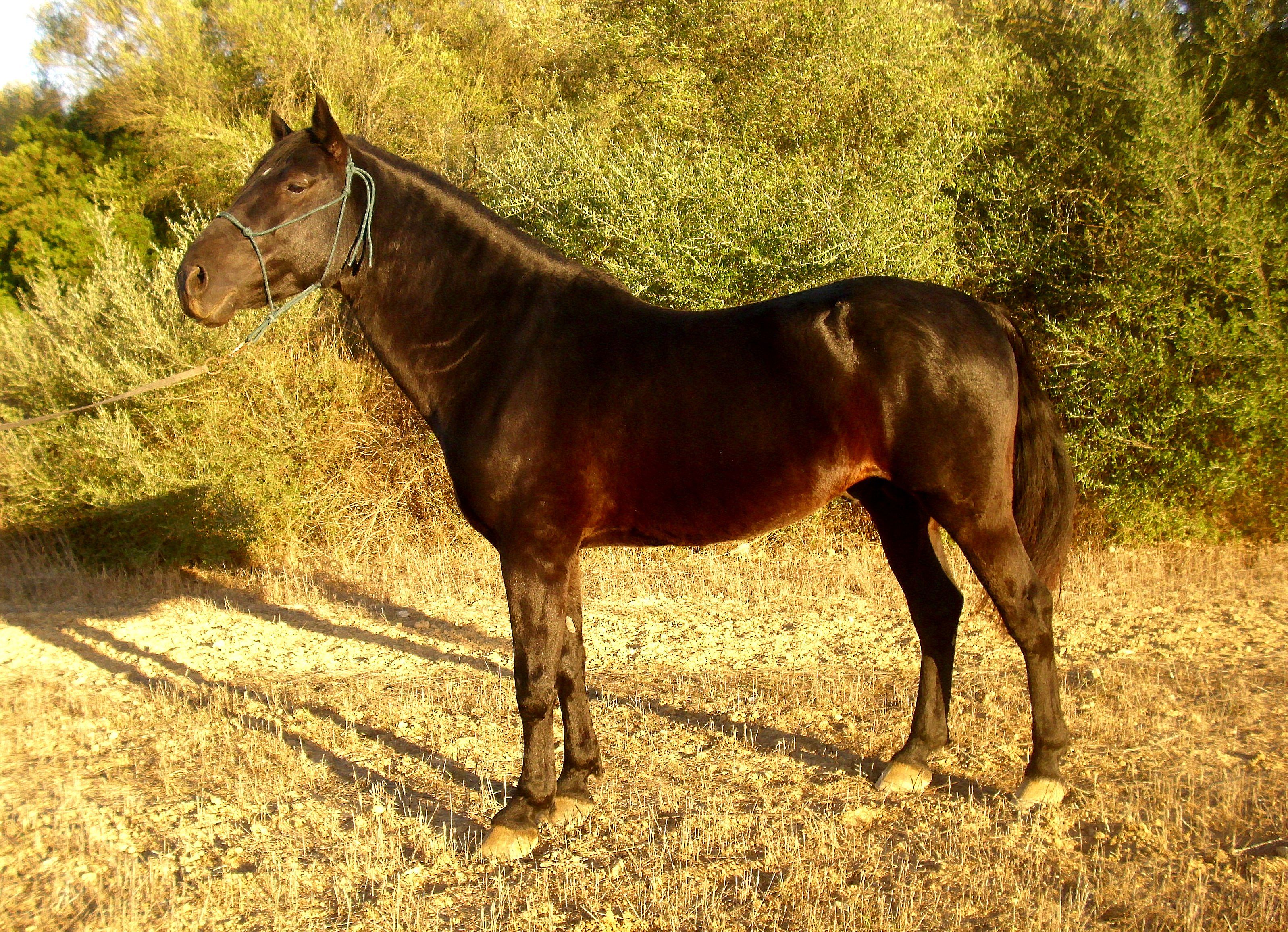Raza equino caballar CAVALL MALLORQUÍ