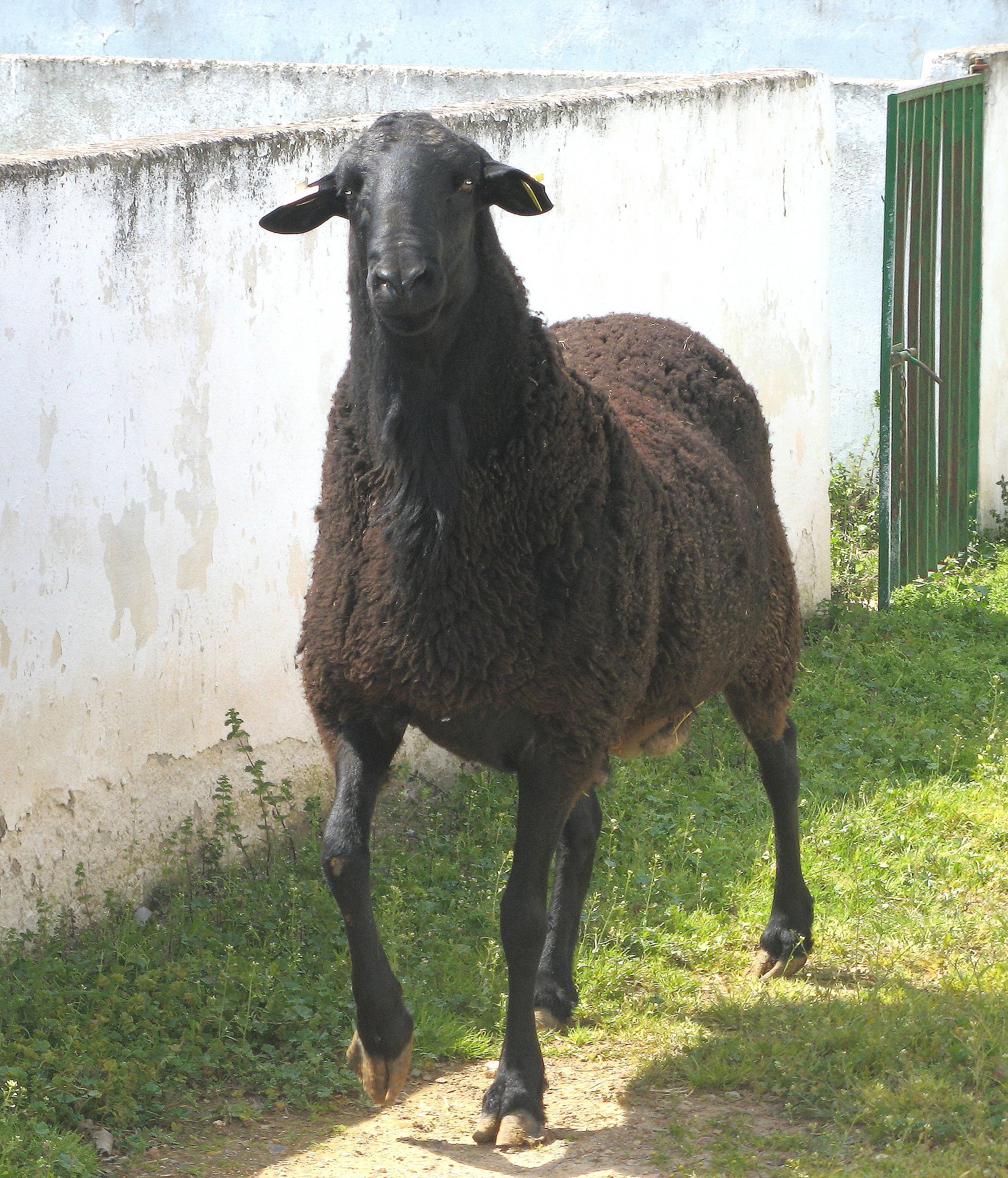 Raza ovina MANCHEGA VARIEDAD NEGRA