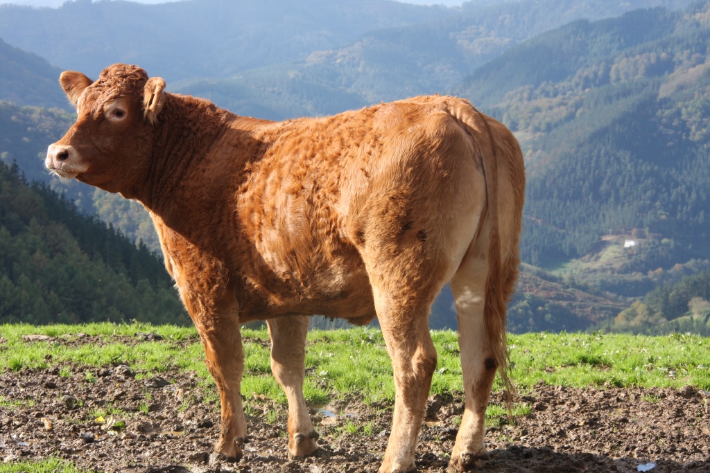 Raza bovina LIMUSINA