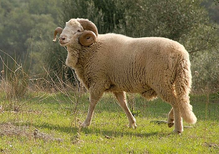 Raza ovina MERINA DE GRAZALEMA