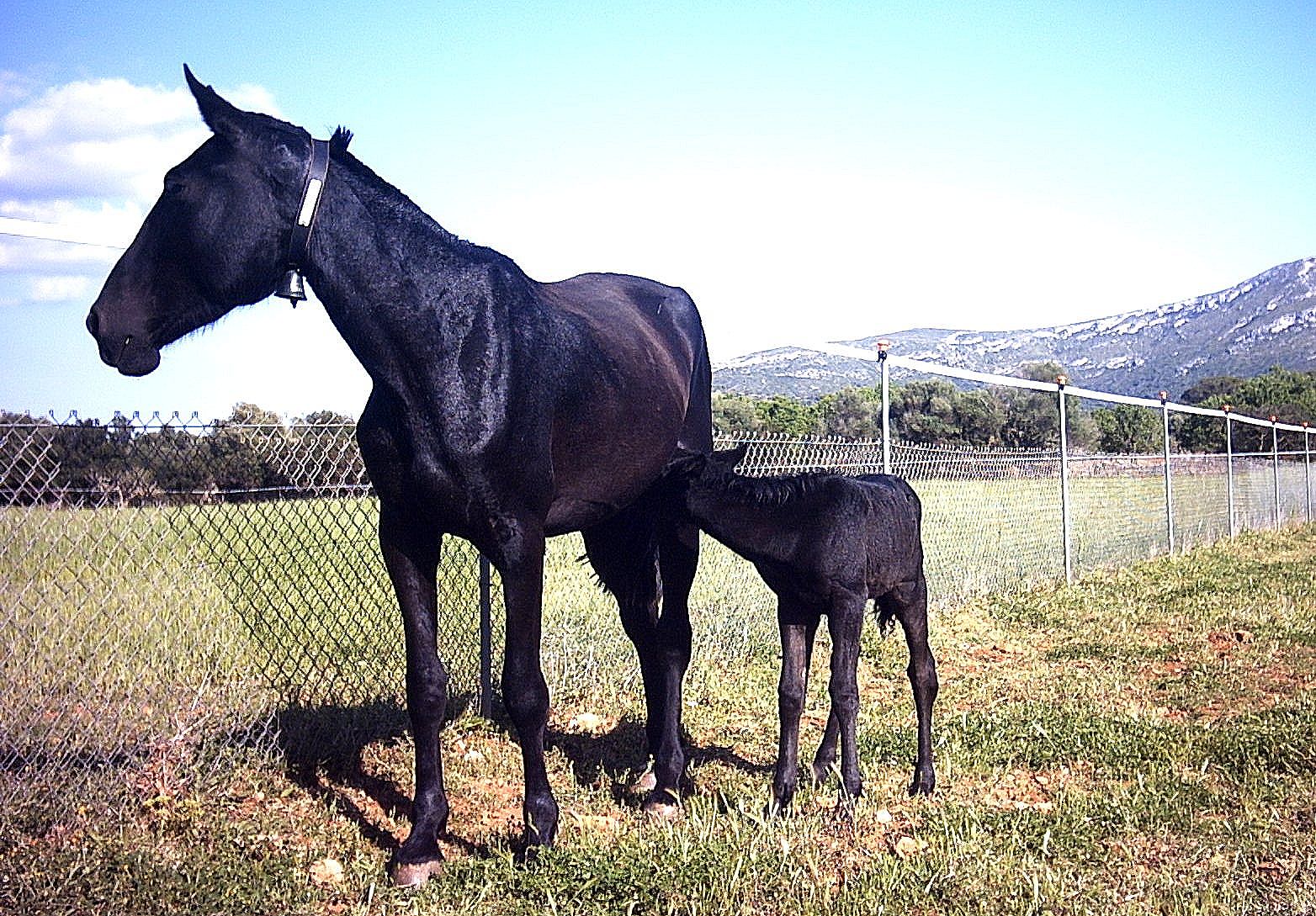 Raza equino caballar CAVALL MALLORQUÍ