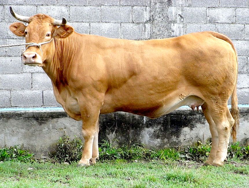 Raza bovina RUBIA GALLEGA